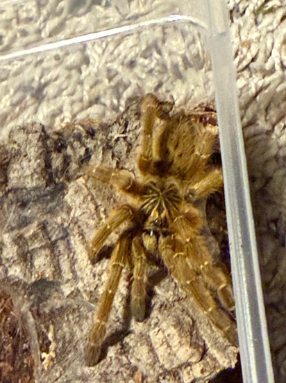 Pterinochilus Murinus 2 Tarantula by Krueger Spiders And More