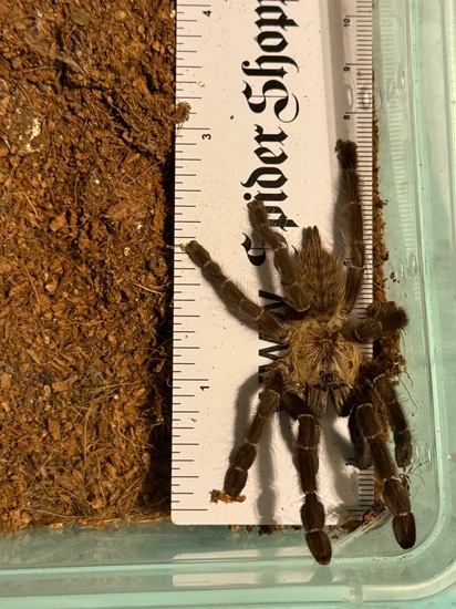 Cyriopagopus Sp. Hati Hati (Purple Earth Tiger) Tarantula by Krueger ...