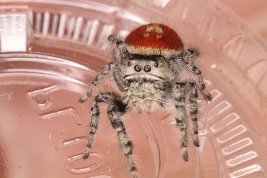 Phidippus Adumbratus Jumping Spider by Krueger Spiders And More