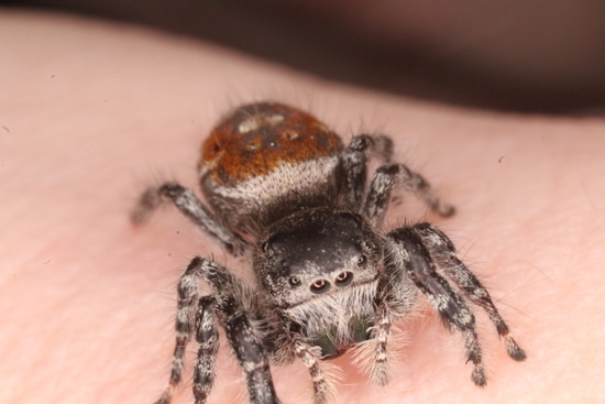 Phidippus Adumbratus Jumping Spider by Krueger Spiders And More