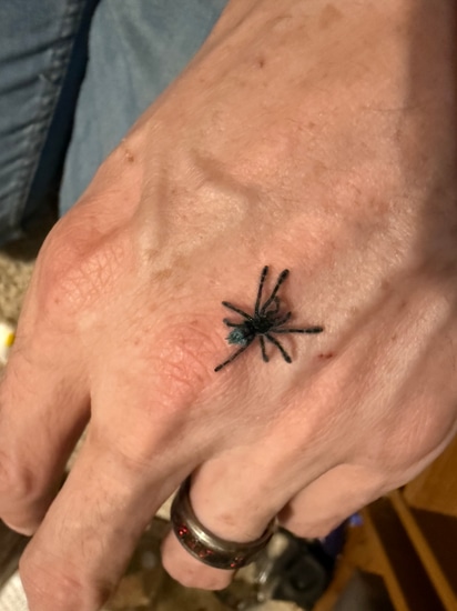 Caribena Versicolor Sling 2i Other Spider by Krueger Spiders And More