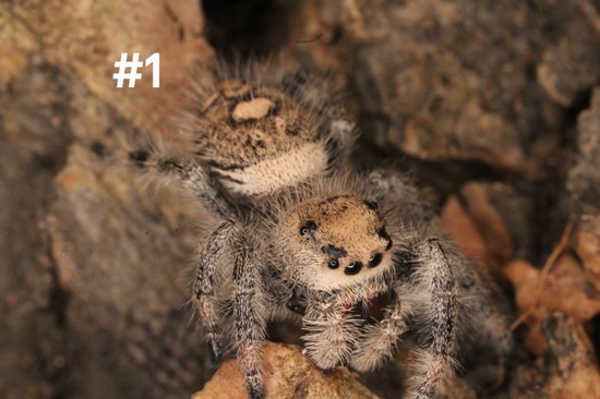 Phidippus Regius Jumping Spider by Krueger Spiders And More