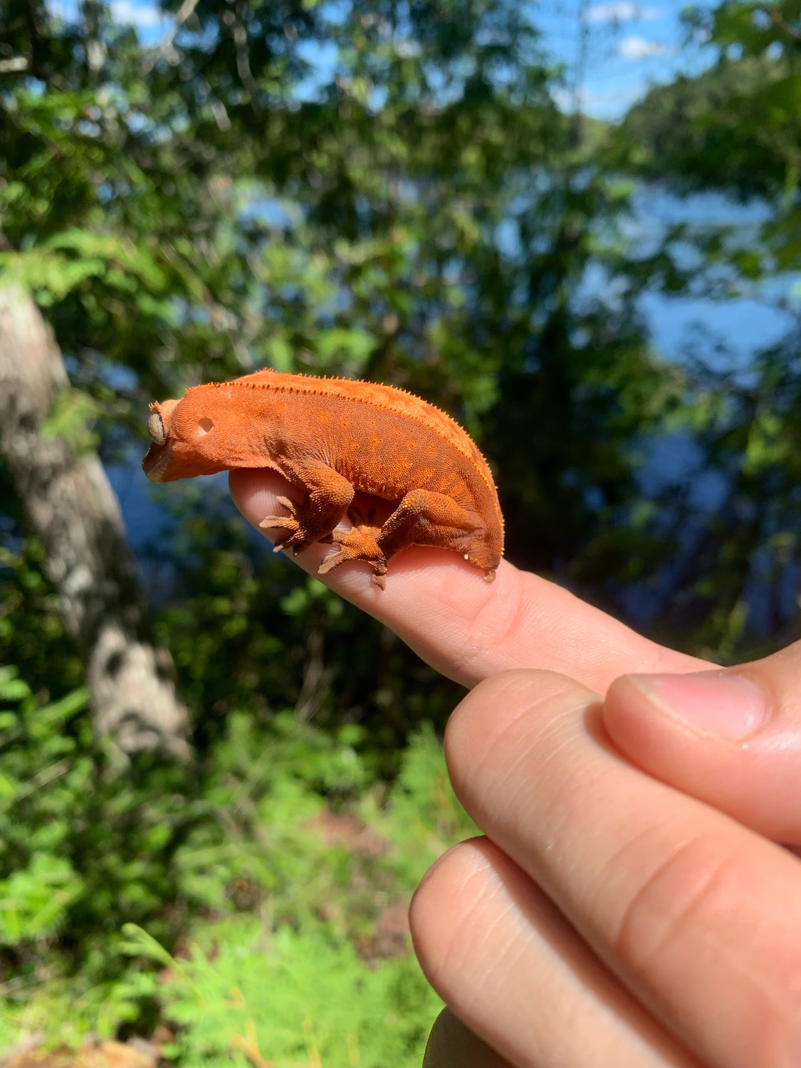 Red Crested Gecko by Nick's Knobtails - MorphMarket