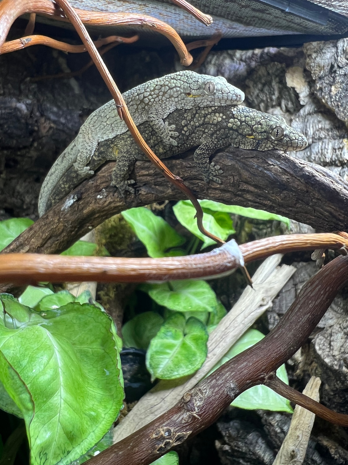 RTB FEMALE Occidentalis Eurydactylodes Gecko by Nick's Knobtails ...