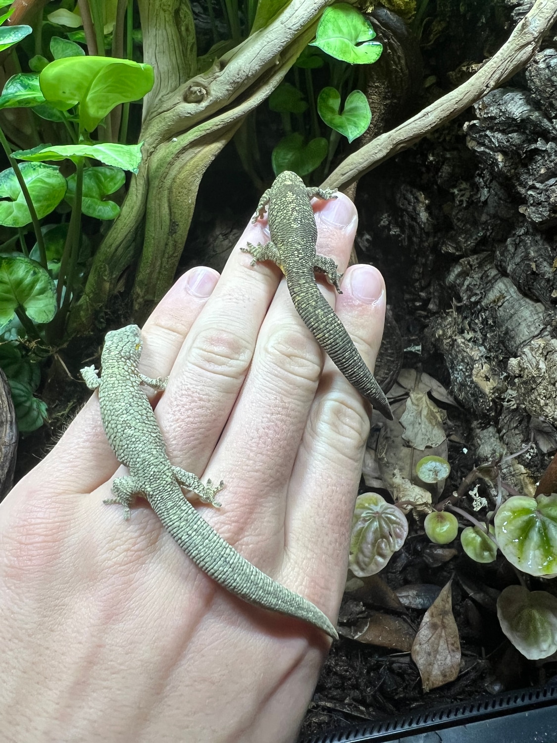 RTB FEMALE Occidentalis Eurydactylodes Gecko by Nick's Knobtails ...