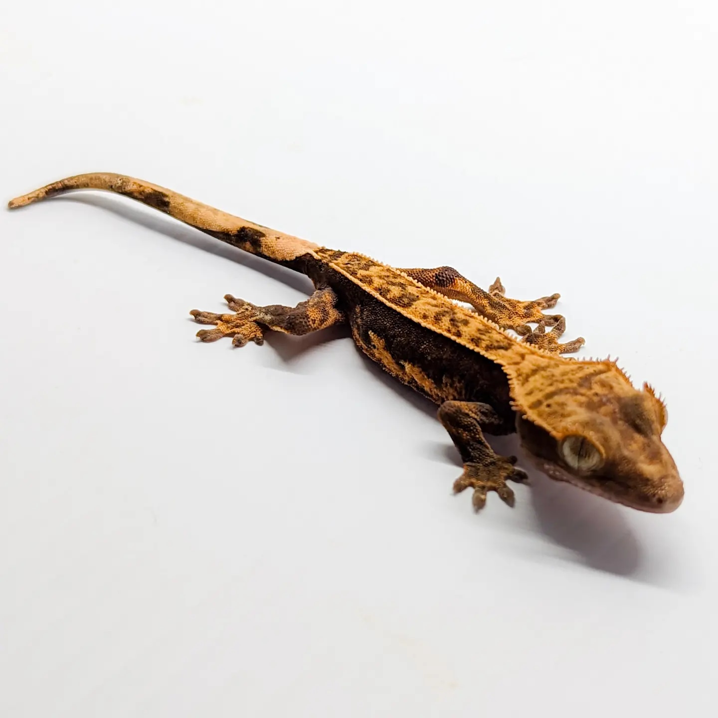 Halloween Harlequin Crested Gecko by Nicks Reptile World - MorphMarket