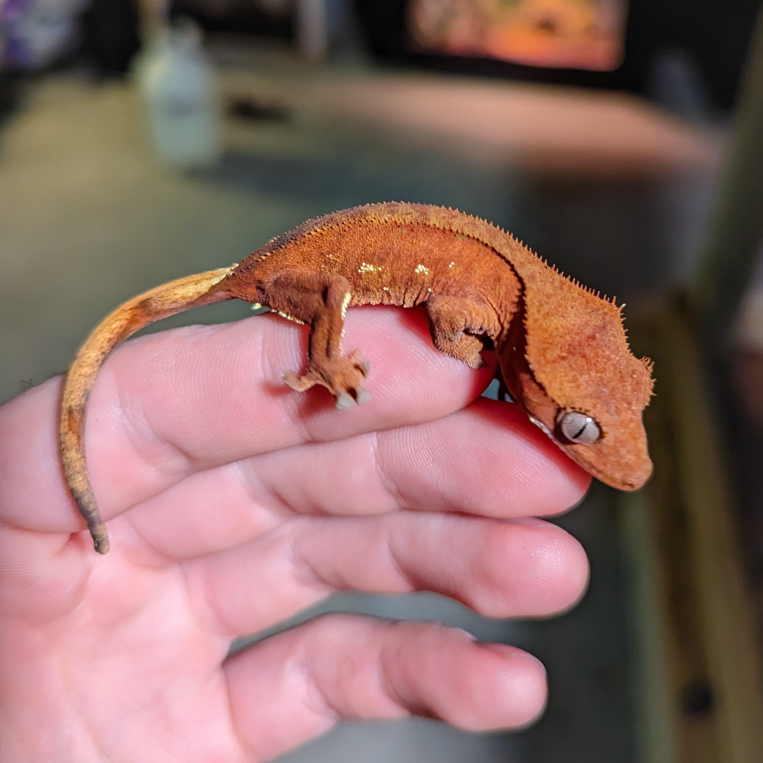 Red Phantom POS Male Crested Gecko by Nicks Reptile World - MorphMarket