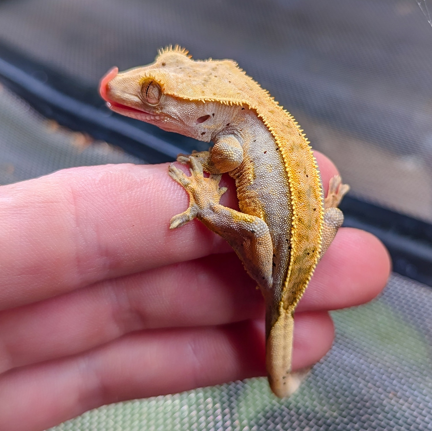 Tangerine Lavender Crested Gecko by Nicks Reptile World - MorphMarket