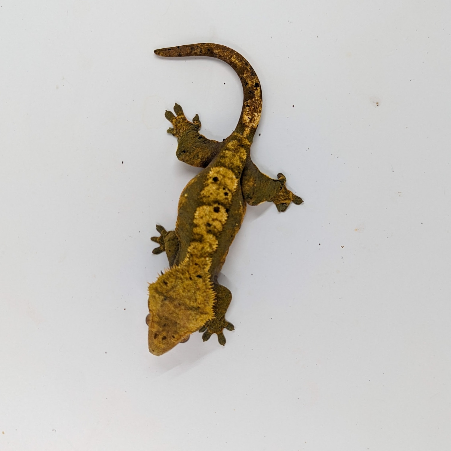 ADULT Bicolor Flame Crested Gecko by Nicks Reptile World - MorphMarket