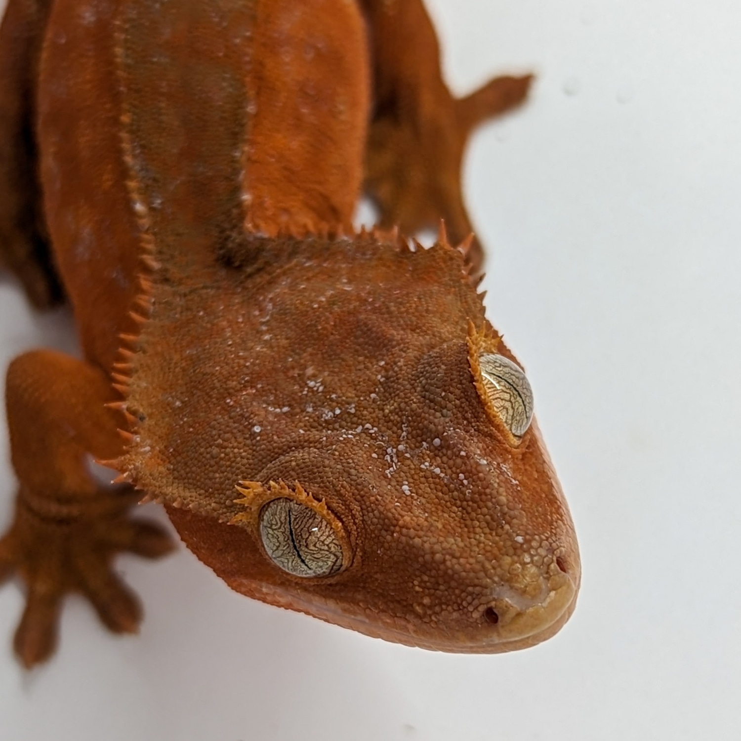 Red Phantom Crested Gecko by Nicks Reptile World - MorphMarket