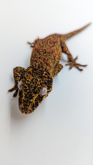 Red Retic Gargoyle Gecko by Nicks Reptile World