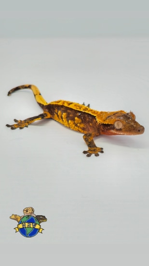 Halloween Crested Gecko by Nicks Reptile World