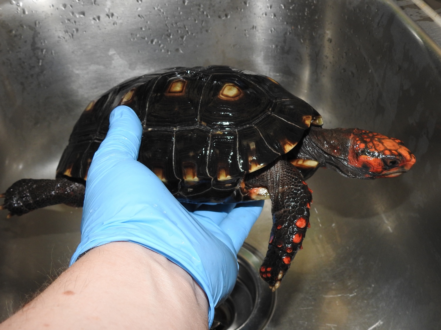 Male Bahia-type Brazilian Cherryhead Redfoot Tortoise Red-footed ...