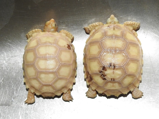 2023 Paradox Ivory Sulcata Tortoises by Tortoise Morphs