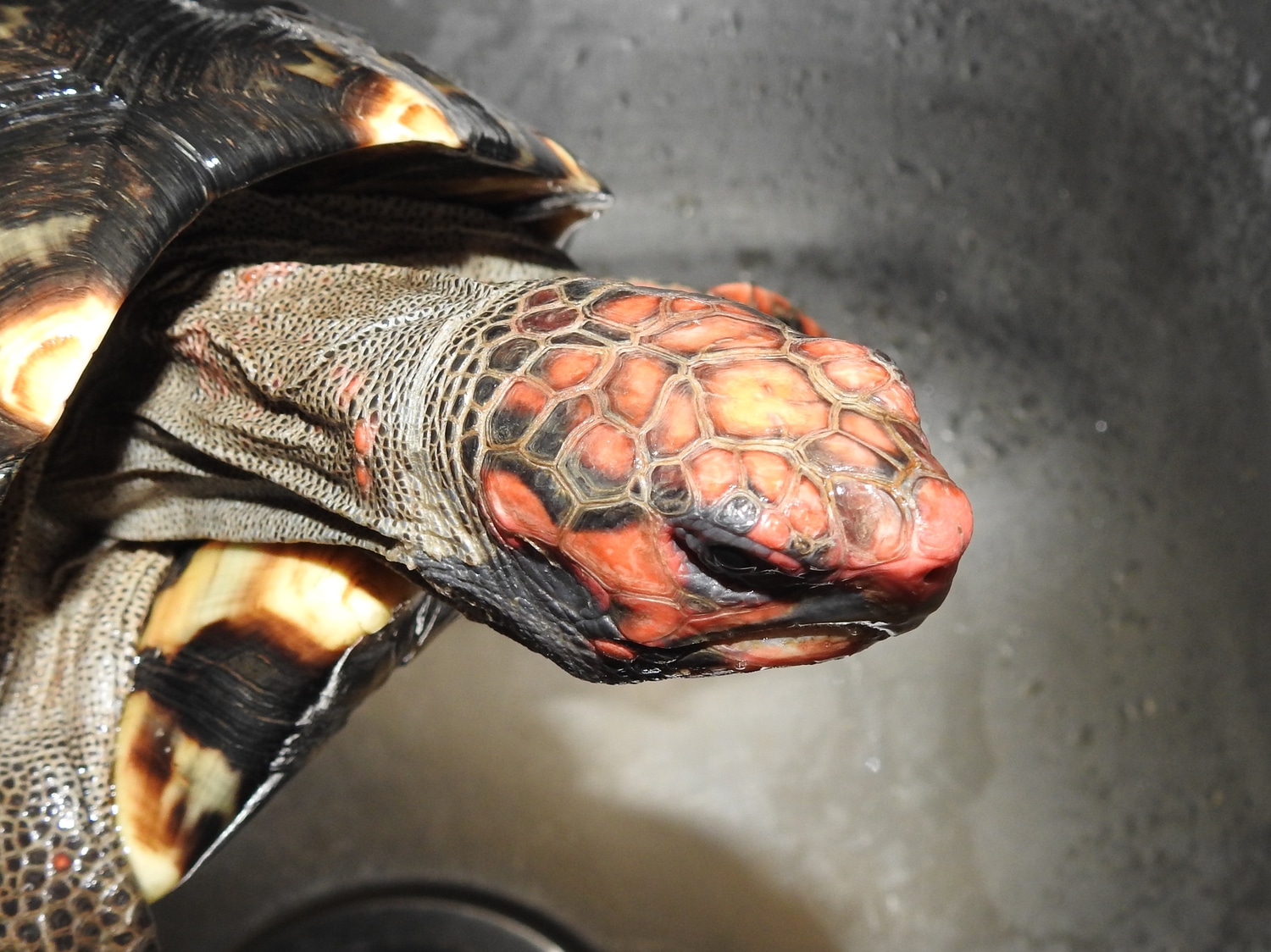 Brazilian Cherryhead Adult Female Red-footed Tortoise by Tortoise ...