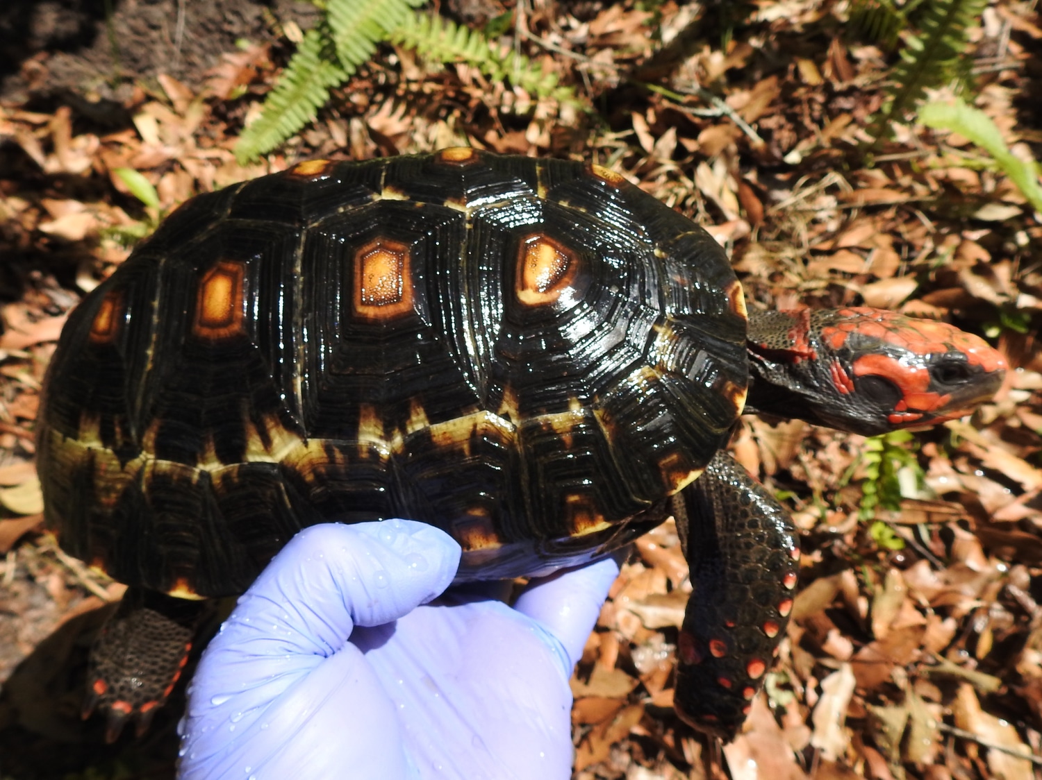 Brazilian Cherryhead Young Adult Female Red-footed Tortoise by Tortoise ...