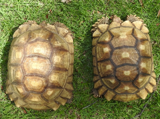 Adult Female Het For Ivory (Leucistic) Sulcata Tortoise by Tortoise Morphs