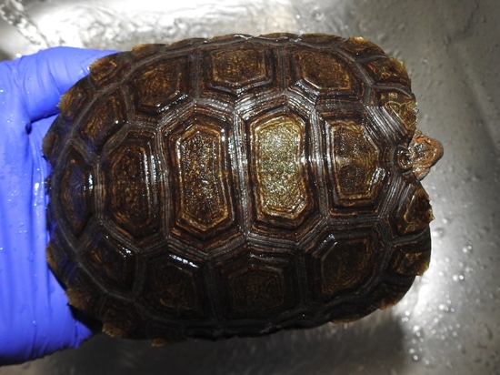2022 Burmese Black (Phayrei) 1 Asian Brown Tortoise by Tortoise Morphs