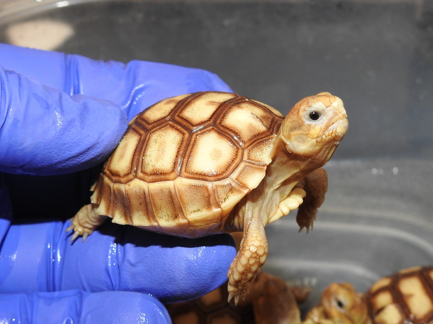 Het Ivory (Leucistic) Sulcata Tortoises - Batch H by Tortoise Morphs ...