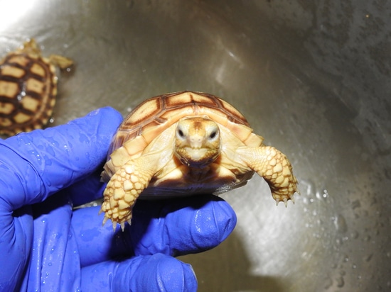 2024 100% Het Ivory Sulcata - Batch A - Number 3 Sulcata Tortoise by ...