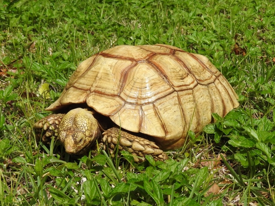 Young Adult Ivory Sulcata Sulcata Tortoise by Tortoise Morphs