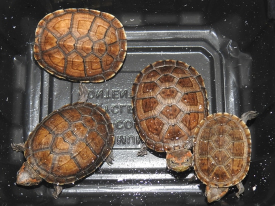 2024 Guatemalan Red-cheek Mud Turtles (Cruentatum) - Small Group Mud ...