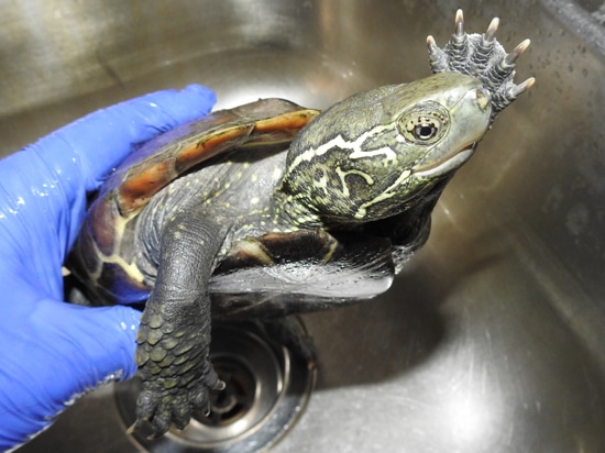 Adult Female Reeve's Turtle *with Retained Sperm From Albino Male* Pond ...