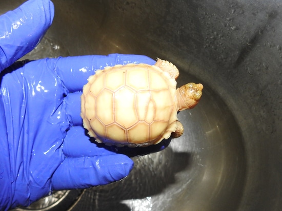 2024 Ivory Sulcata #7 With Split Scutes - Combo Deal - Read The Whole ...