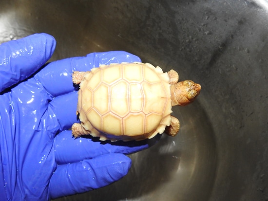 2024 Ivory Sulcata #8 With Split Scutes Sulcata Tortoise by Tortoise Morphs