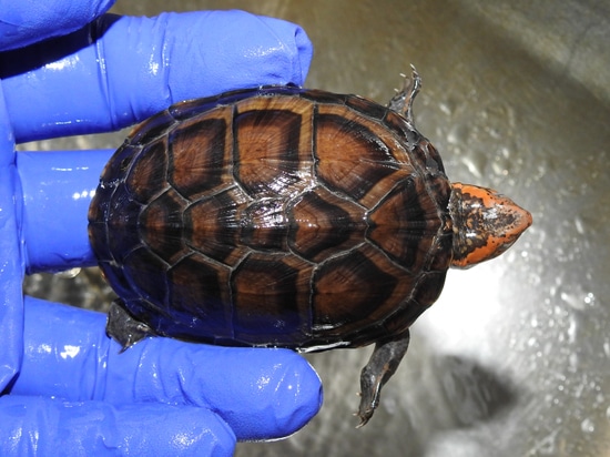 2024 Guatemalan Red-cheek Mud Turtle #6 Mud & Musk Turtles by Tortoise ...