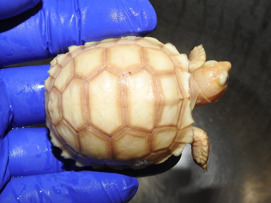 2024 Ivory Sulcata #9 With Split Scutes - Combo Deal - Read The Whole ...