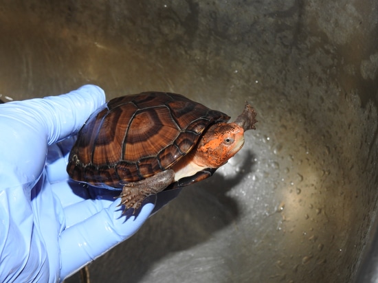 2024 Guatemalan Red-cheek Mud Turtle (Cruentatum) - Probable Female #4 ...