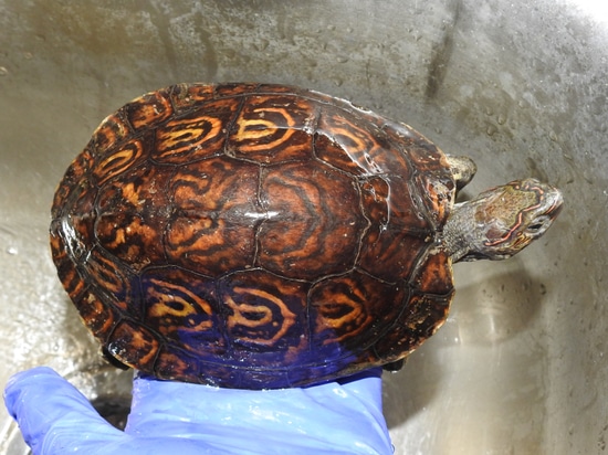 Adult Male Ornate Wood Turtle (Manni) #4 by Tortoise Morphs