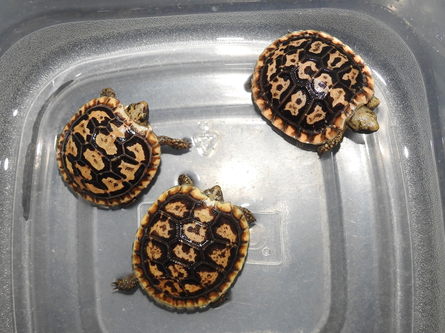 2025 pancake tortoises - three together