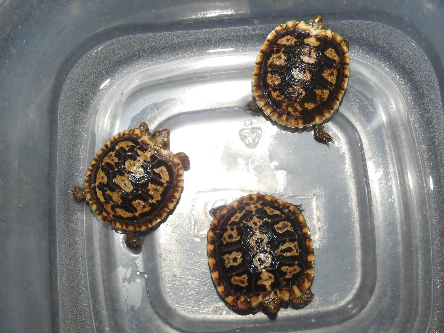 2025 pancake tortoises - three together