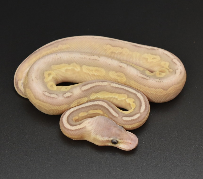 Lesser Pewter Banana Ball Python by Sloan Reptiles - MorphMarket