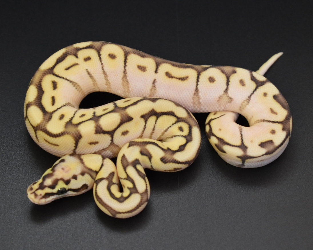 Queen Bee Ball Python by Sloan Reptiles - MorphMarket