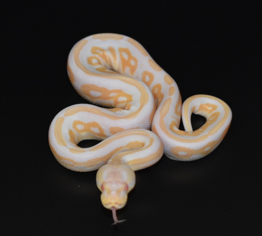 Albino Cinnamon Ball Python by Sloan Reptiles - MorphMarket