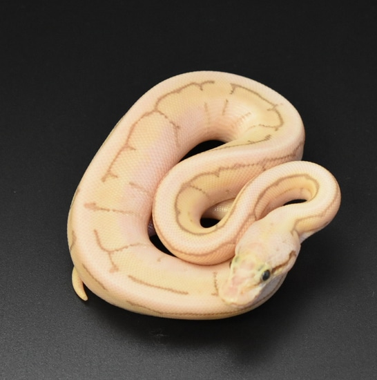 Killer Queen Spin Ball Python by Sloan Reptiles