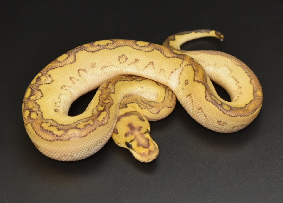 Lesser Clown Ball Python by Sloan Reptiles - MorphMarket