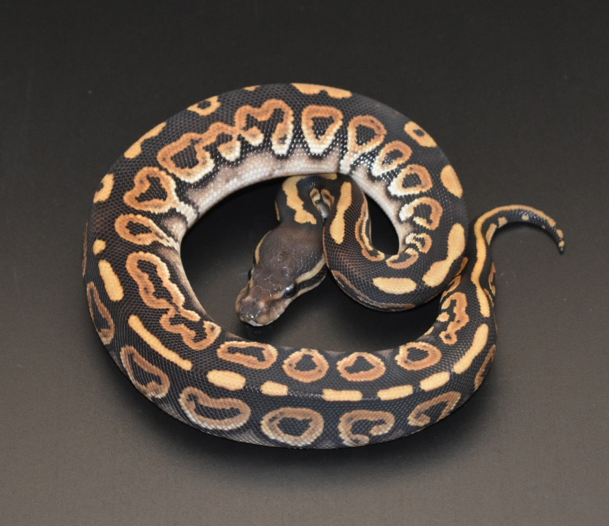 Phantom Black Pastel 100% Het Hypo Ball Python by Sloan Reptiles - MorphMarket