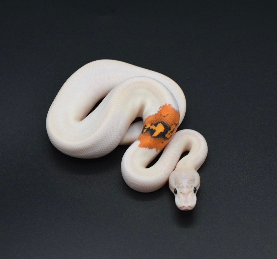 Super Orange Dream Black Pastel Ivory 100% Het Lavender Ball Python by ...