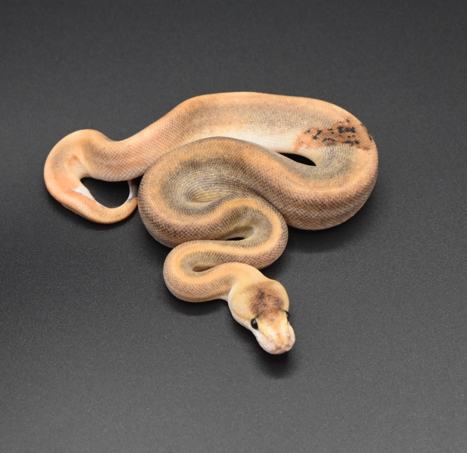 Cinnamon Champagne Het Albino Ball Python by Sloan Reptiles - MorphMarket