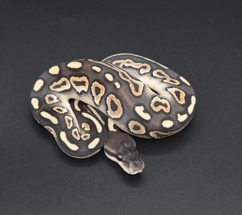 Cinnamon Phantom Het Hypo Ball Python by Sloan Reptiles - MorphMarket