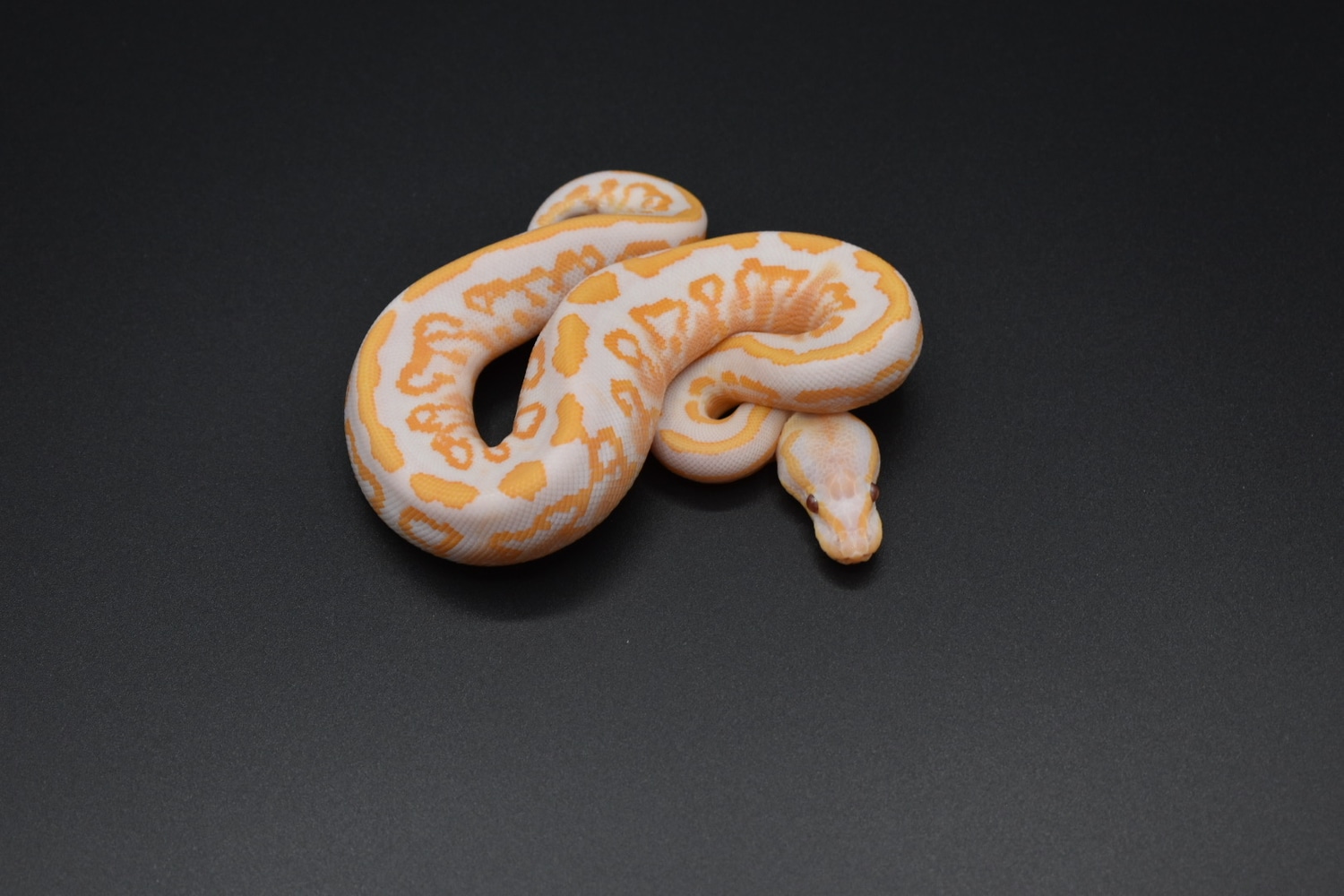 Lavender Orange Dream Black Pastel Fire Yellow Belly Ball Python by ...
