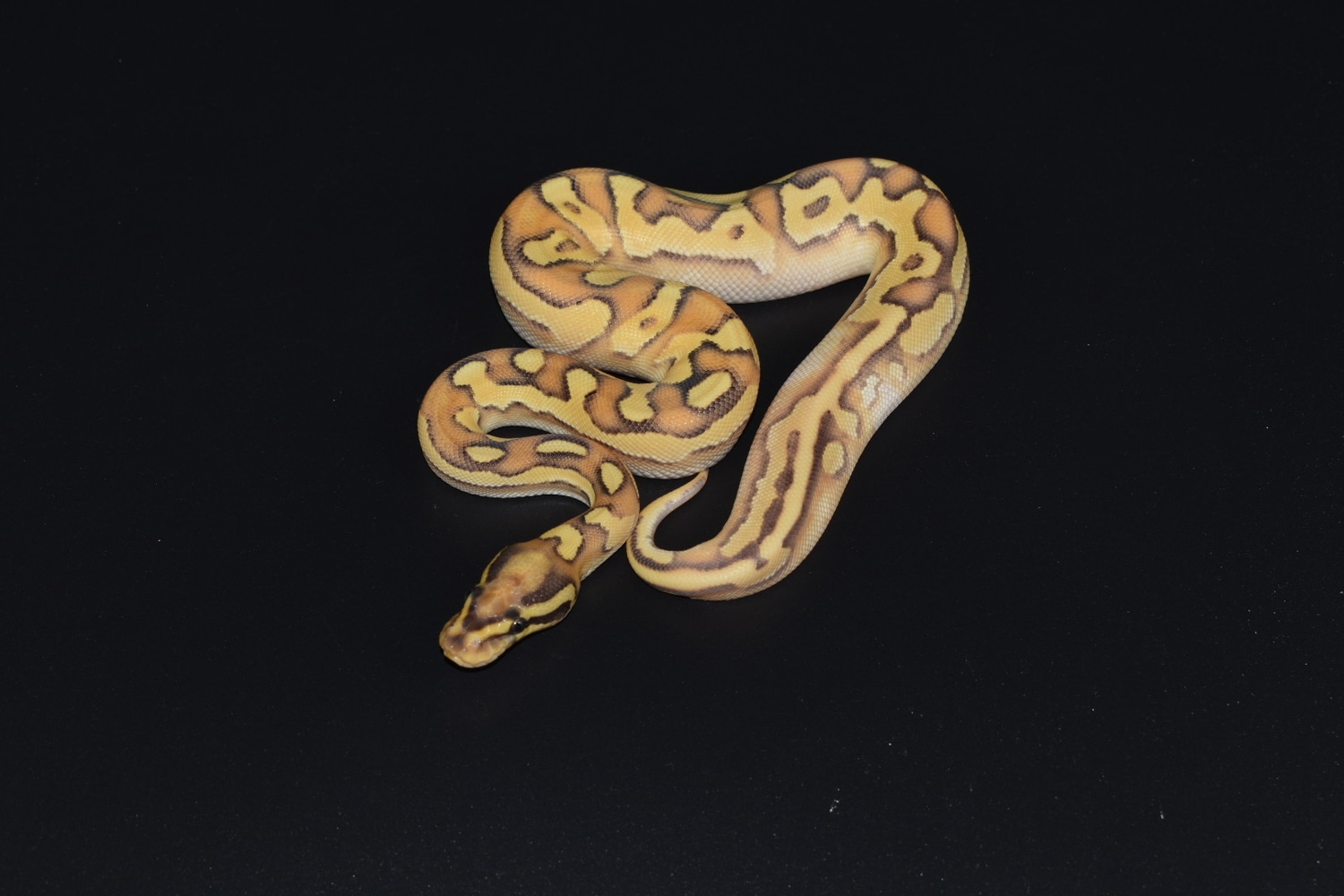 Super Orange Dream Butter YB Fire Poss DH Hypo Lavender Ball Python by ...