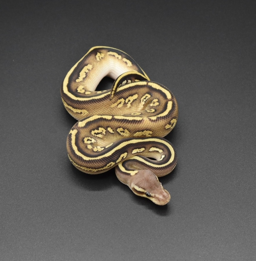 Cinder Mojave Pastel YB 100% Het Hypo Ball Python by Sloan Reptiles ...