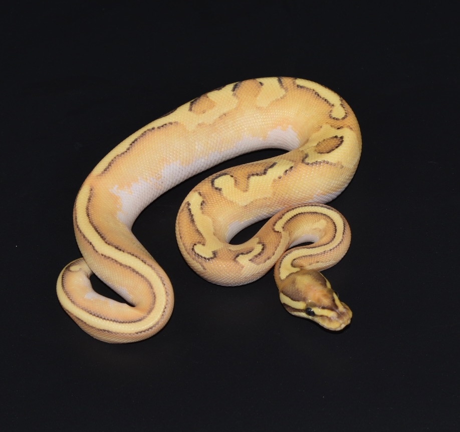 Orange Dream Butter Fire YB Calico 100% Het Hypo Ball Python by Sloan ...