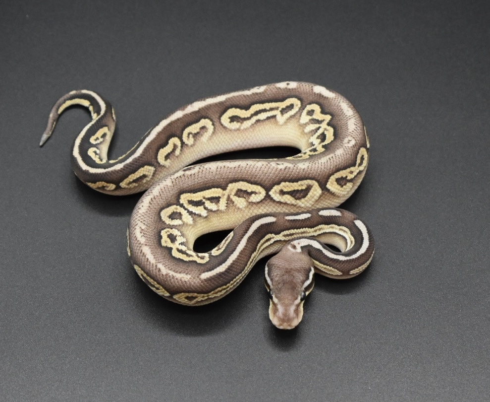 *BF* 20% OFF Black Pewter Mojave 100% Het Hypo Ball Python by Sloan ...