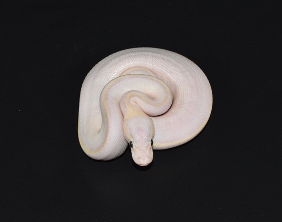 Pastel Alloy Probable Super Ivory Ball Python by Sloan Reptiles